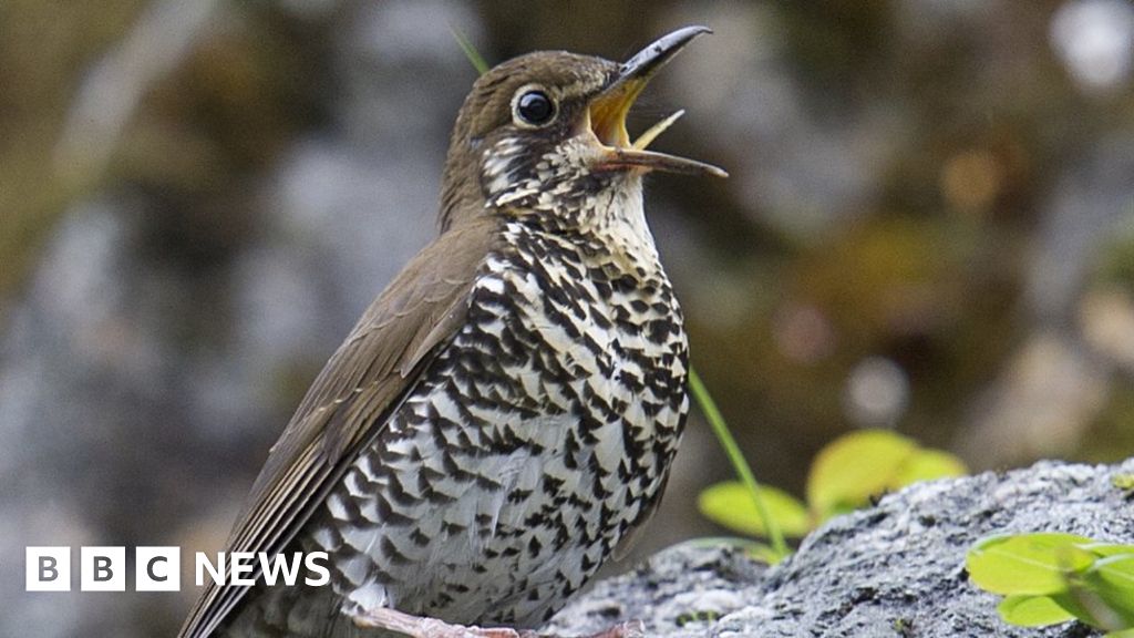 Tuneful song reveals new species of Himalayan thrush - BBC News