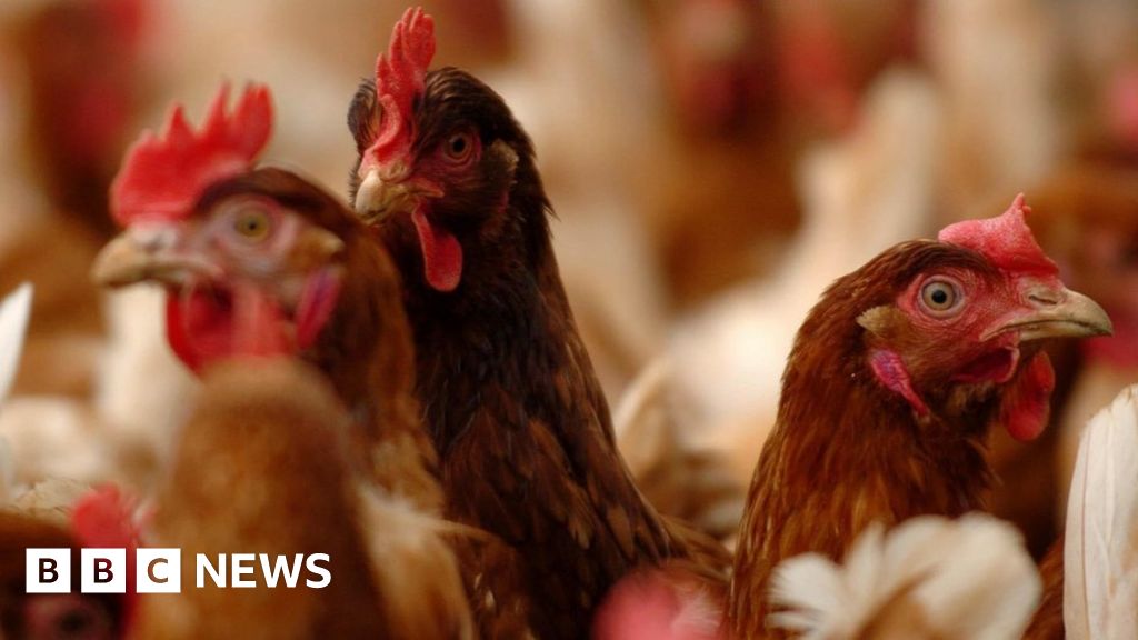 Bird flu: Case confirmed in Enniskillen, County Fermanagh - BBC News