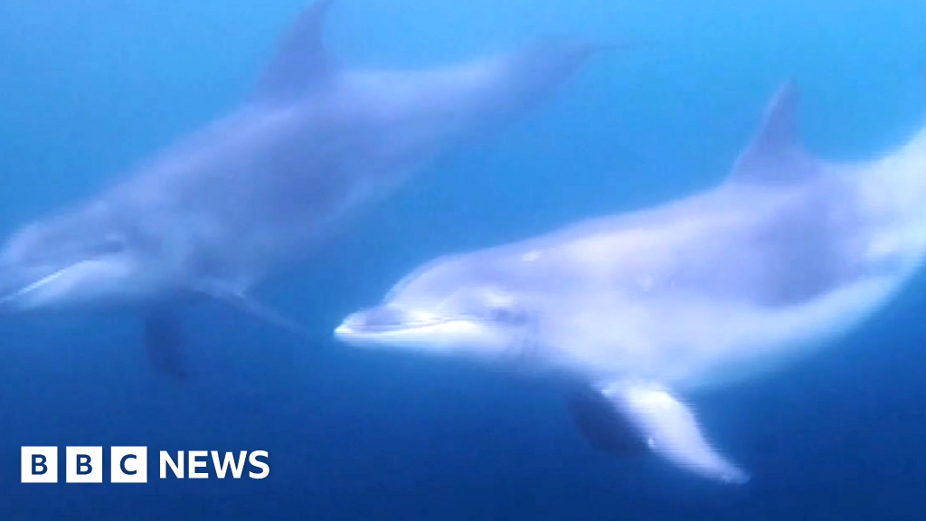 Swimming with the dolphins of Donegal - BBC News