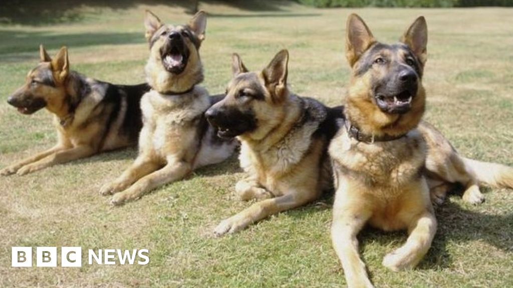 Chelmsford Prison using dogs to improve security - BBC News