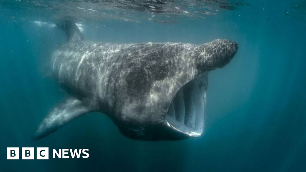 Irish Sea needs better protection, say conservationists - BBC News