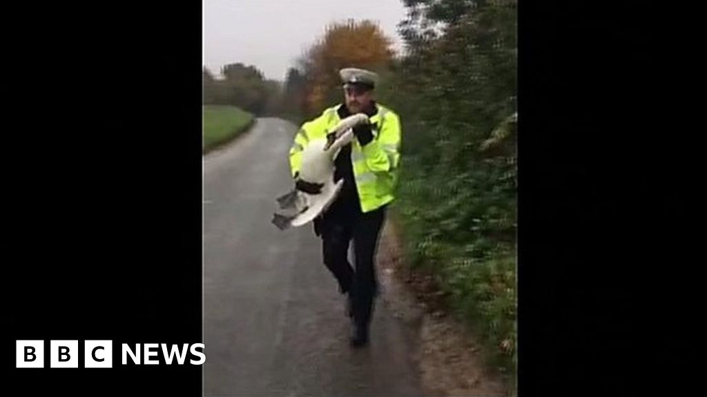 Police remove swan spotted wandering on the A47 near Norwich - BBC News