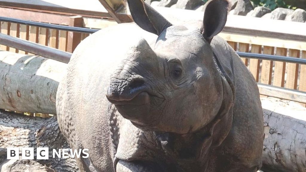 Rhino stuck in tyre rescued by firefighters at Edinburgh Zoo - BBC News