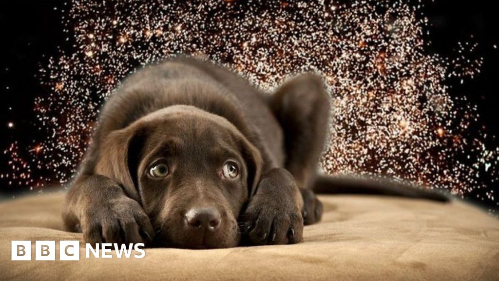 Bonfire Night: How to keep pets safe & happy during fireworks - BBC News