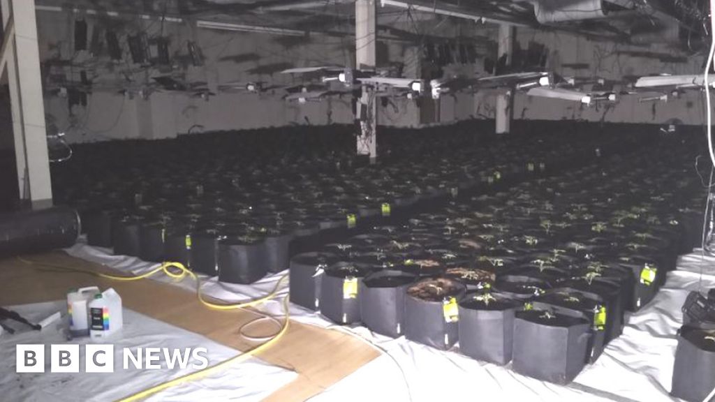 Training dogs sniff out £1.3m cannabis factory in Leicester