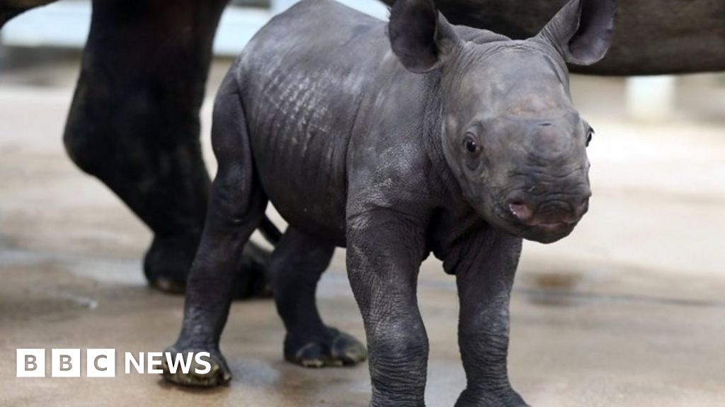 Baby rhino takes first bath - BBC News