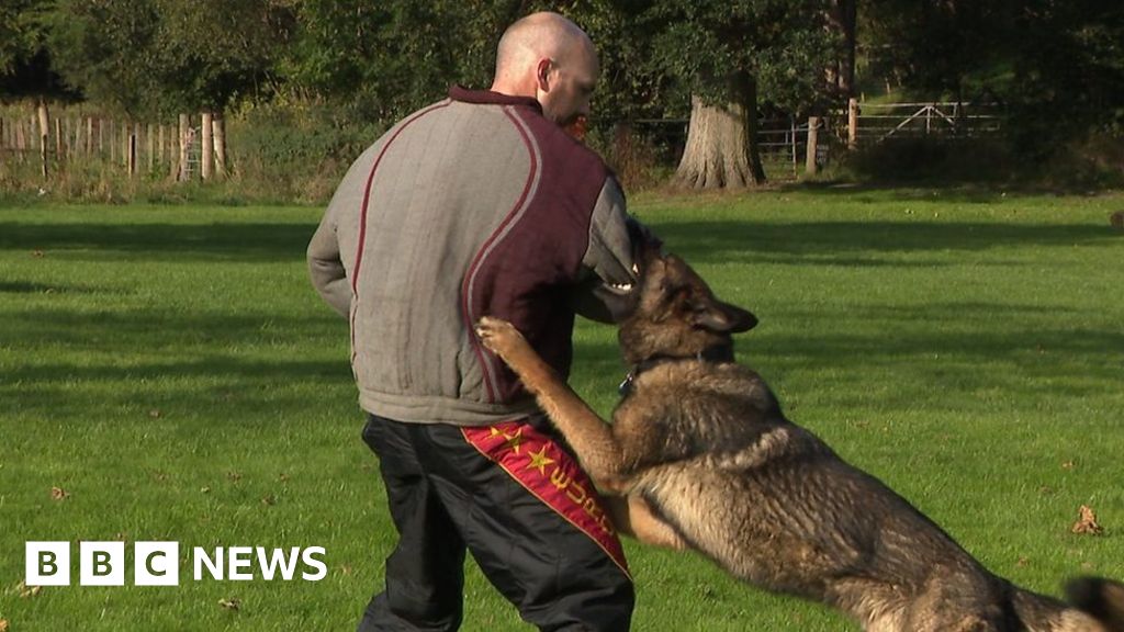 COP26: Police dogs in training ahead of the summit in Glasgow - BBC News