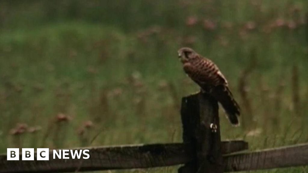 Novel which inspired the film 'Kes' celebrates 50th anniversary