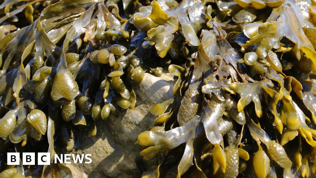 Plastic pollution: Can seaweed end problem? - BBC News