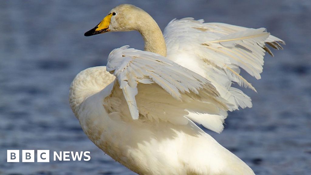 First NI bird flu case found in County Derry wild swan - BBC News