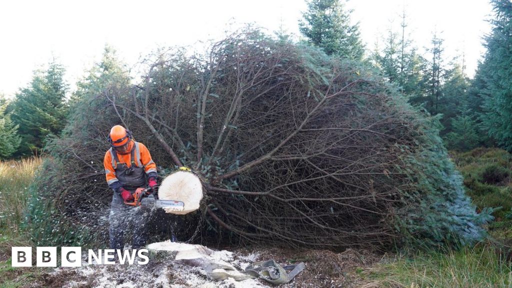 Westminster Christmas tree makes journey from Kielder Forest - BBC News