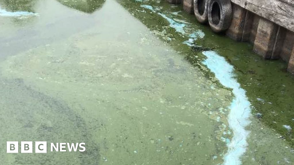 Warning of 'significant' blooms of harmful algae - BBC News
