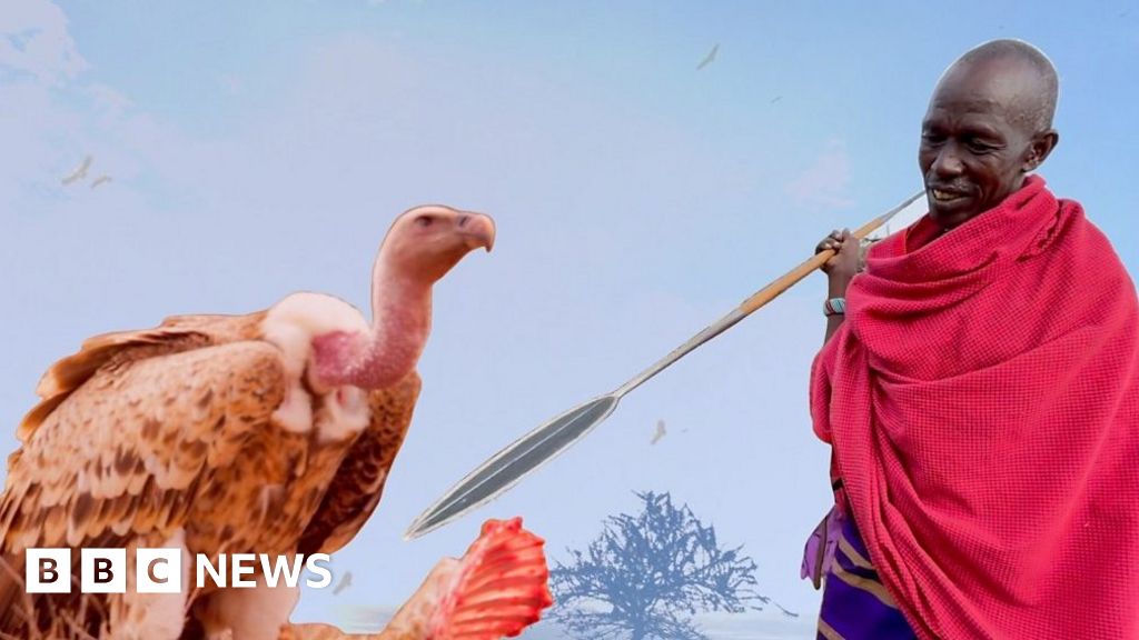 Endangered vultures: A species on the 'brink of extinction' in Kenya