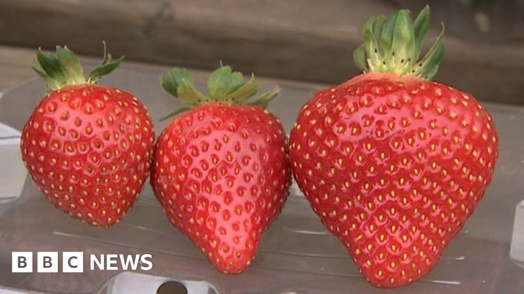 Herefordshire producer says bigger strawberries here to stay - BBC News