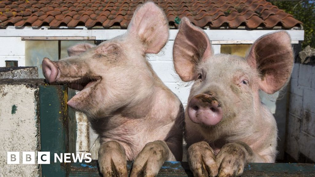 Hartcliffe Community Farm animals 'could be killed' as eviction looms ...