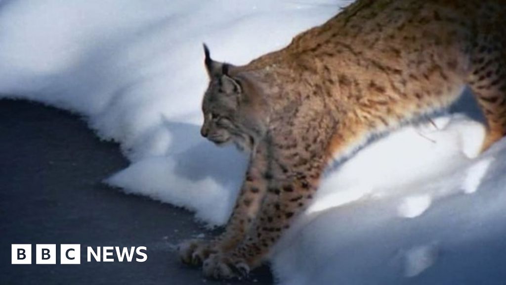 Call for lynx and wolves to be reintroduced to Scotland - BBC News
