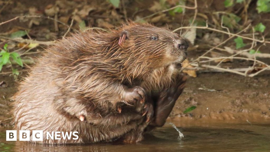 Cumbria's Eden Valley to see reintroduction of beavers
