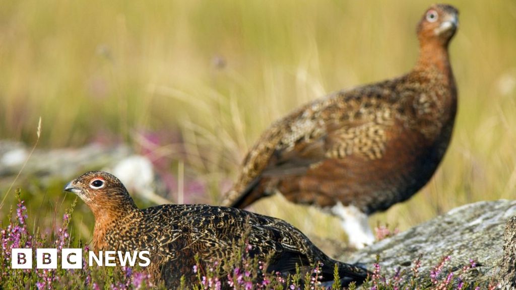 What the fire near Saddleworth Moor means for wildlife