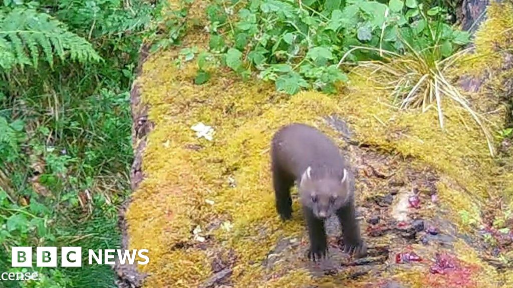 Pine marten kits born in the Forest of Dean