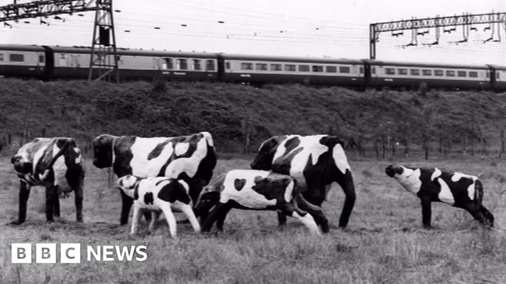 Milton Keynes concrete cows return to museum - BBC News