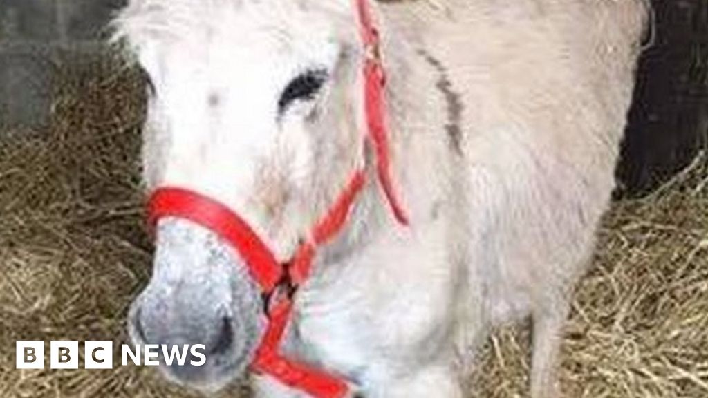 Donkey's tail cut off in 'barbaric' Haverfordwest attack