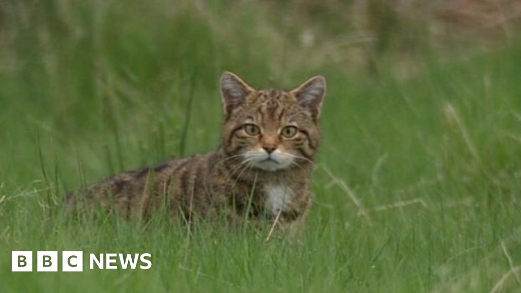Efforts to save Scottish wildcat 'threatened' by infighting - BBC News