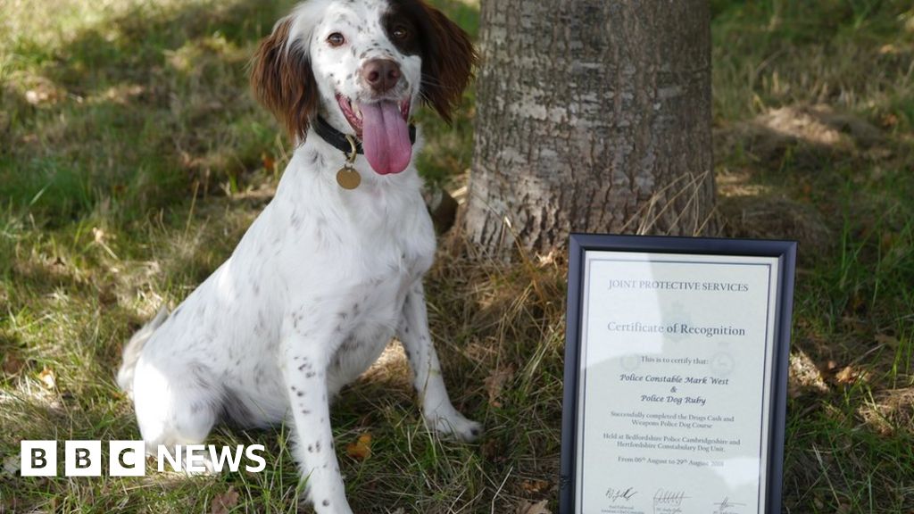 Manchester rescue home dog joins police in Luton