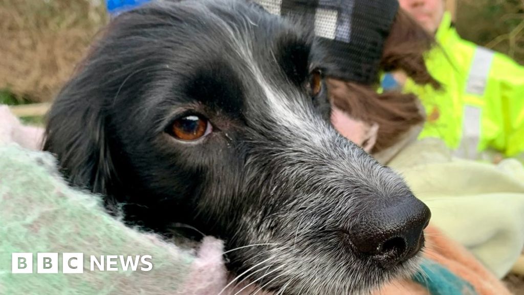 Dog falls 80ft down Jurassic Coast cliff in Dorset