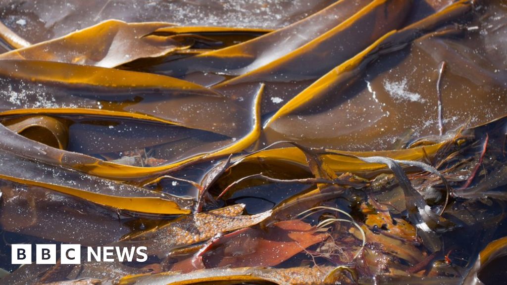Scottish kelp harvesting plan 'entirely sustainable' - BBC News