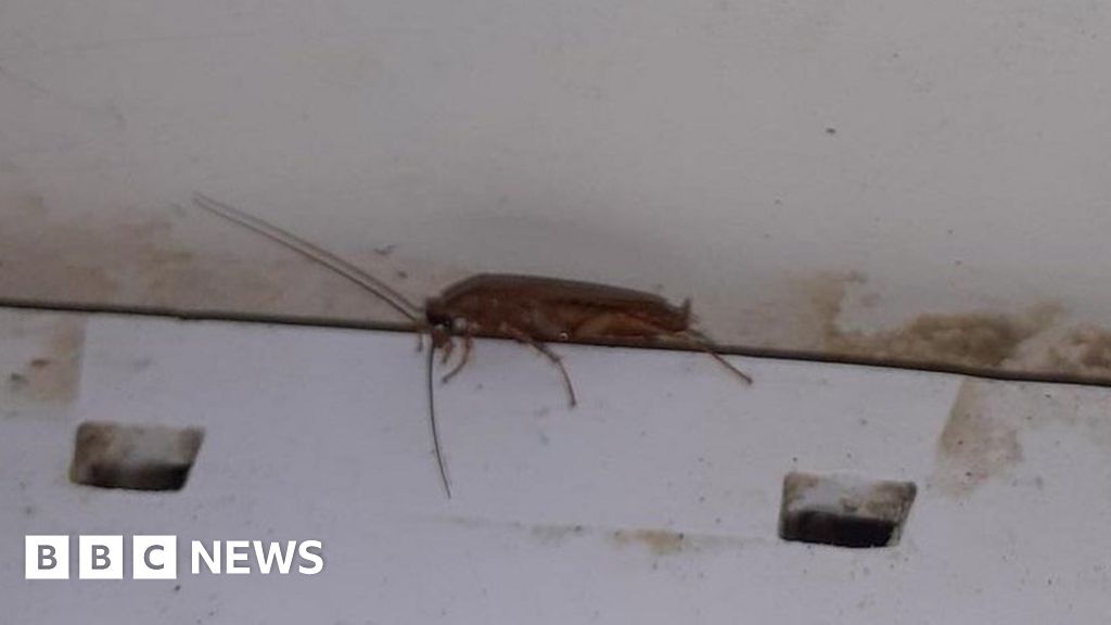 Bicester KFC branch owners fined for cockroach infestation - BBC News