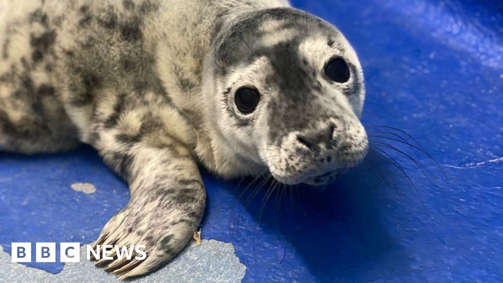 Seal pup rescued in Cornwall over starvation fears - BBC News