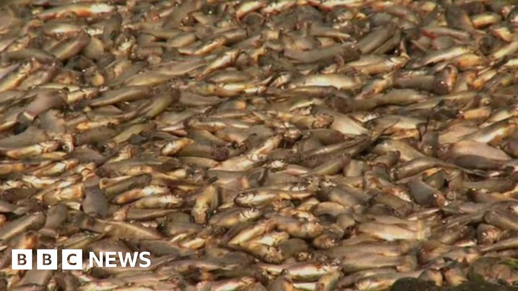 The mystery of Mexico's dead fish - BBC News
