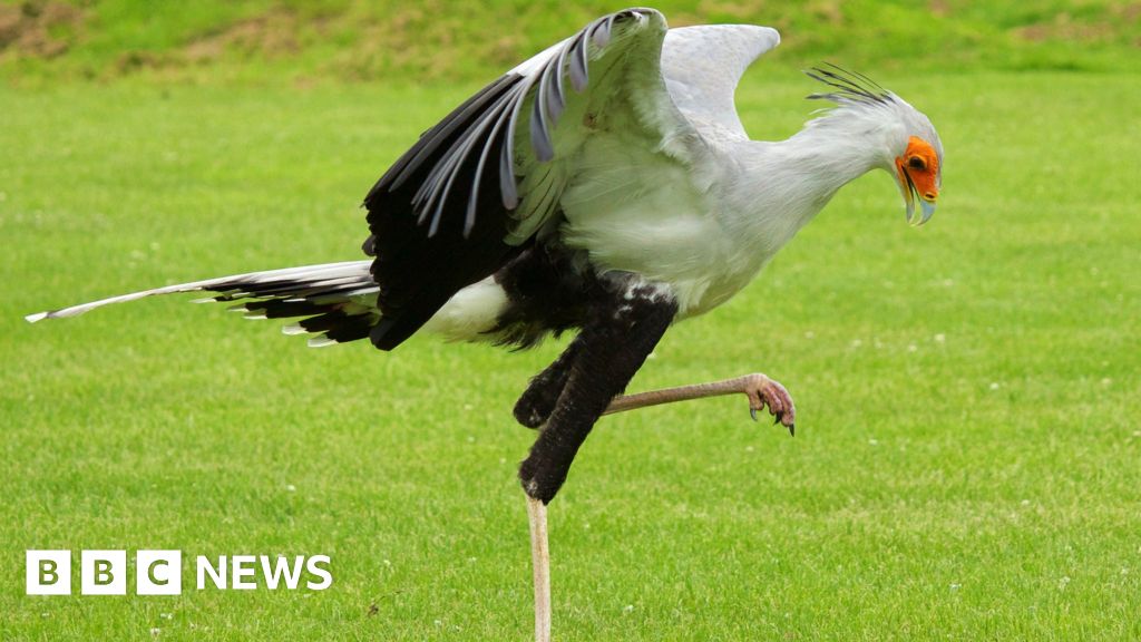 'Ninja eagle' kicks like a mule - BBC News