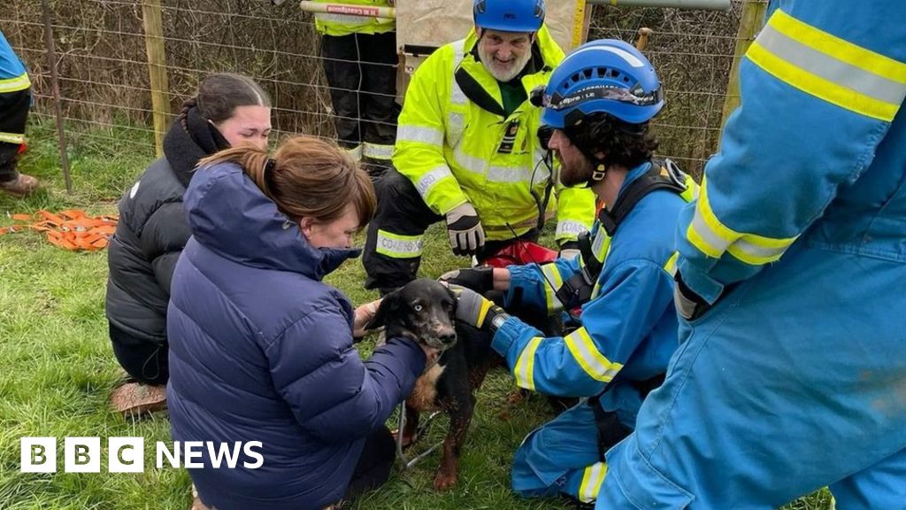 Warning issued after dog falls down Devon cliff - BBC News