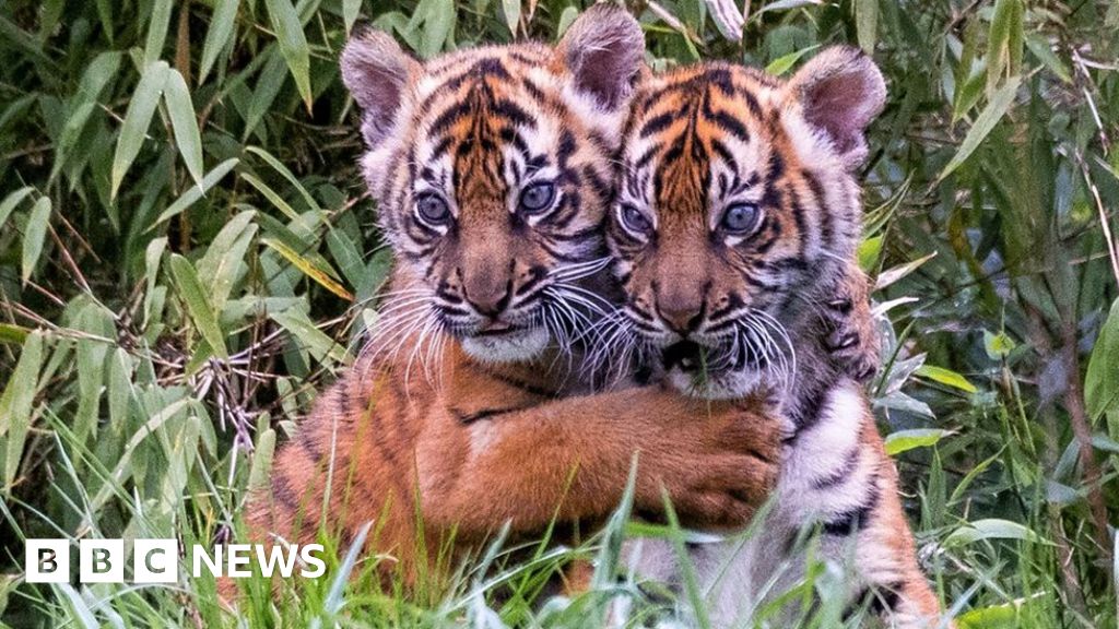 Sumatran tiger twins enjoy rough and tumble in first public appearance ...
