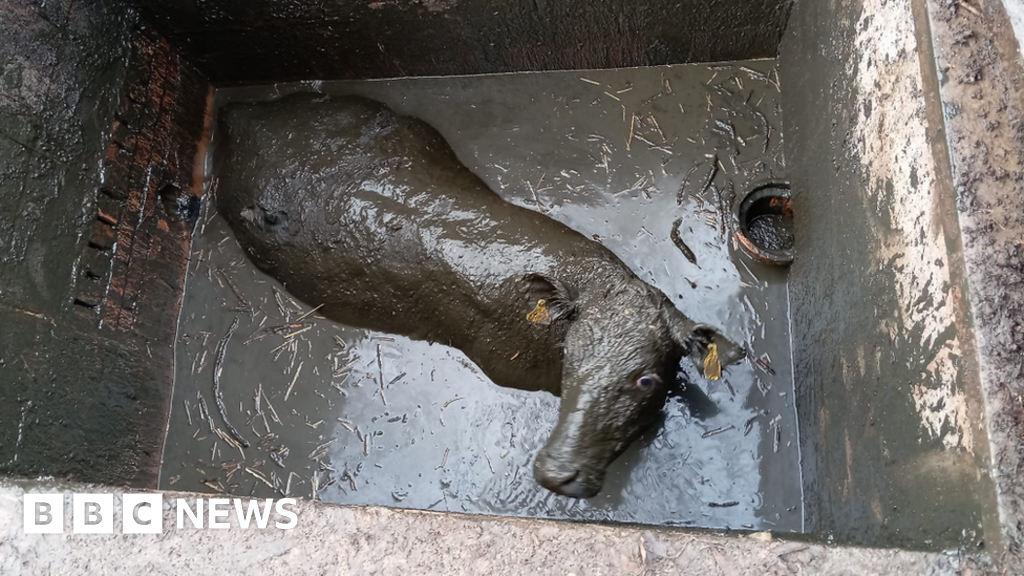 Cow rescued from Bromyard cesspit