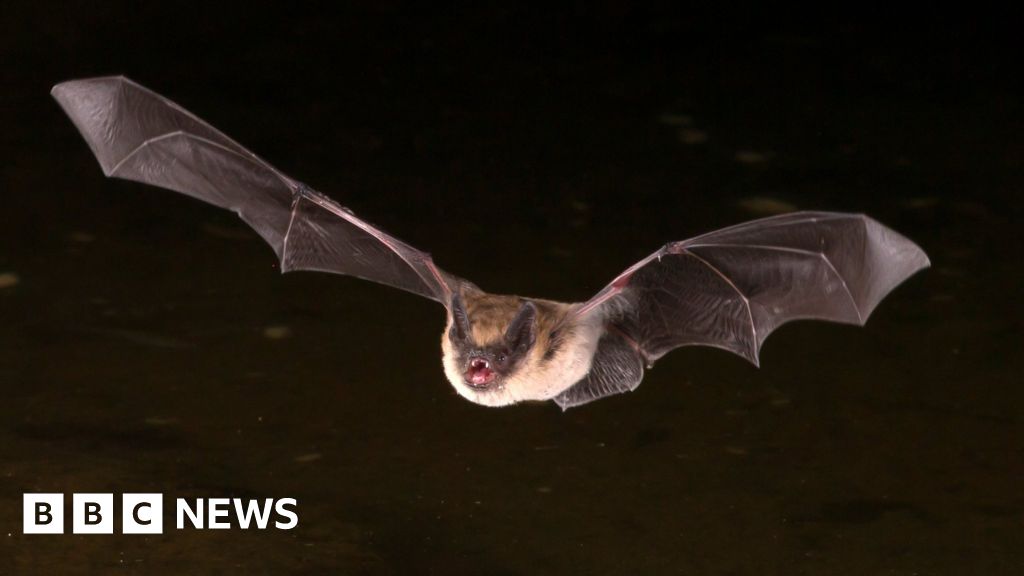 Chile worried about 'bat plague' as more appear in homes - BBC News