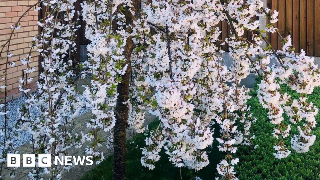 England's Big Picture: 23 - 29 March - BBC News