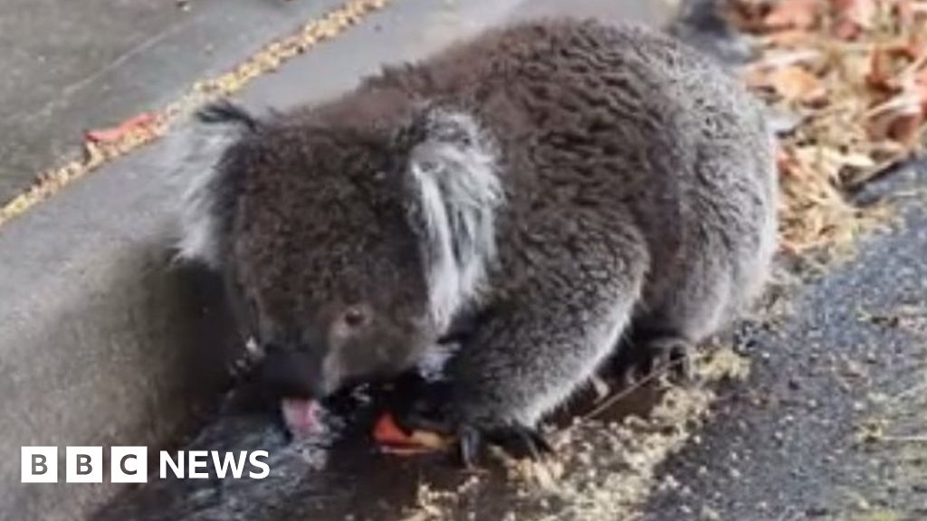 Koala beats heat with drink from drain in Adelaide - BBC News