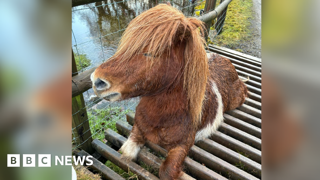 Powys: Shetland pony stuck in cattle grid rescued by fire service - BBC ...