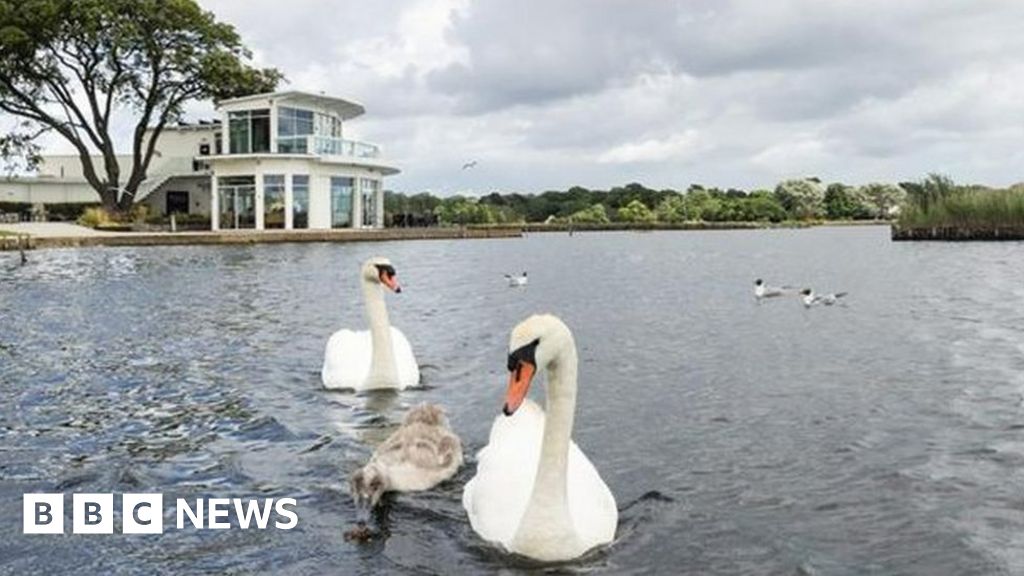 Bird flu: Swans, geese and coot found dead at Poole park - BBC News
