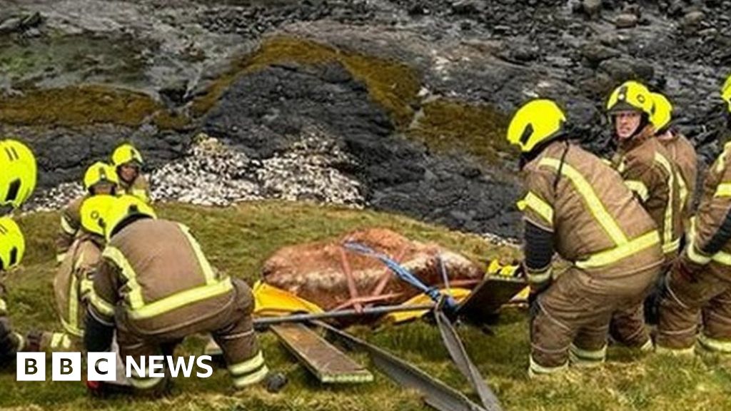 Pregnant cow rescued after falling down embankment on Skye - BBC News
