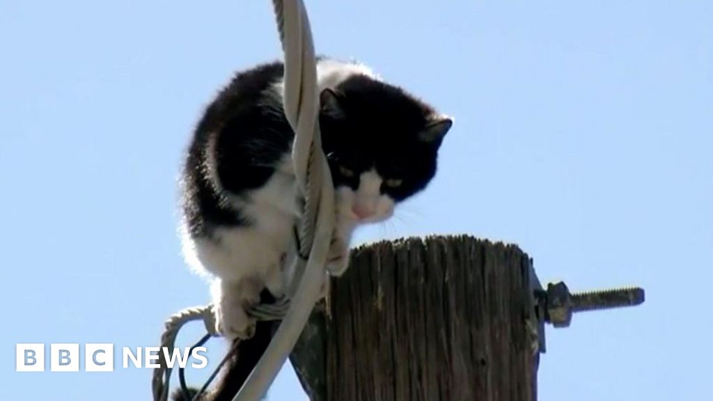 Cat stuck up pole draws huge audience - BBC News