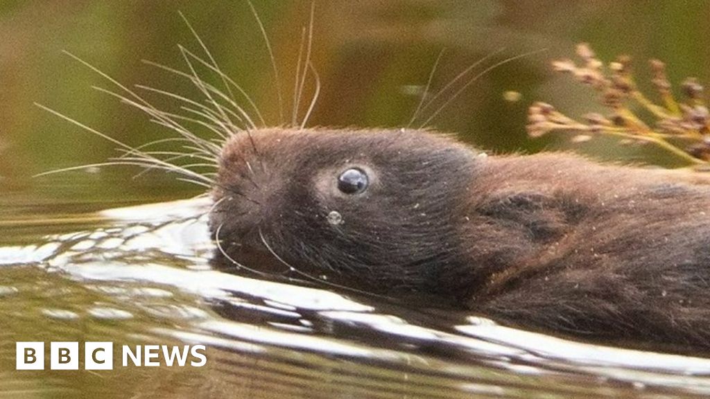 Lake District welcomes reintroduction of water voles - BBC News