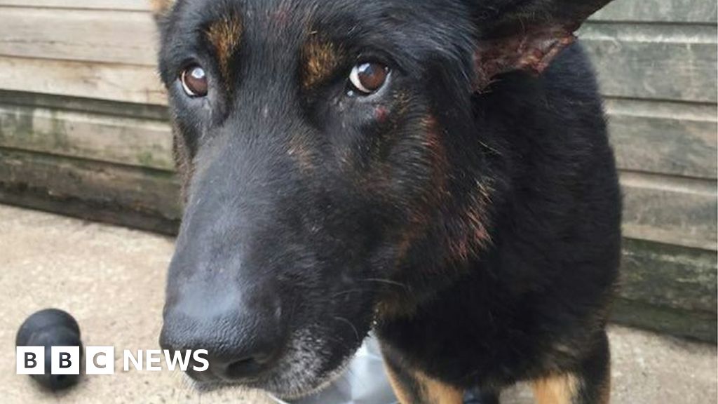 Police dog and handler 'recuperating after attack'