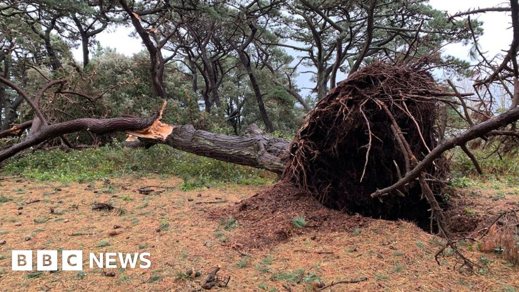 Guernsey fund opens to aid tree recovery after Storm Ciarán - BBC News