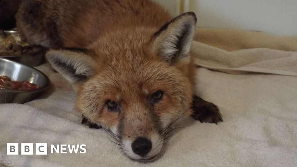 'Lucky' fox rescued from leg impaling in Coventry - BBC News