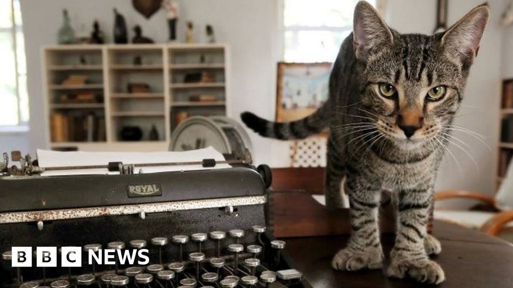 Hurricane Irma: Rare animals survive devastating storm - BBC News