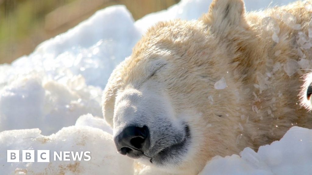 Yorkshire Wildlife Park's chilled polar bears get frozen treat - BBC News