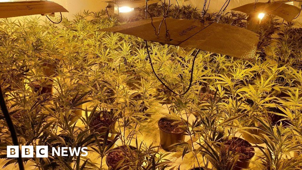 Cannabis farm with 700 plants found in Urmston - BBC News